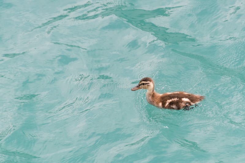Young Little Duckling Swimming in the Lake Stock Photo - Image of ...