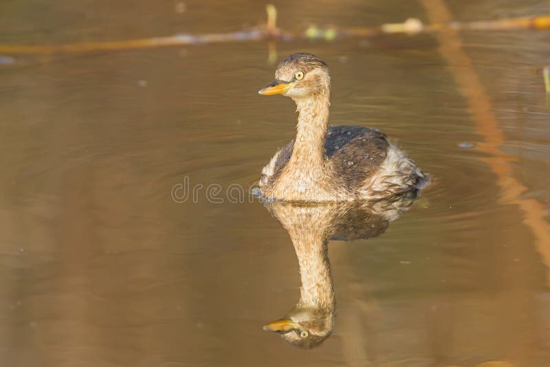 Young Little Grebe stock image. Image of diver, european - 36930581