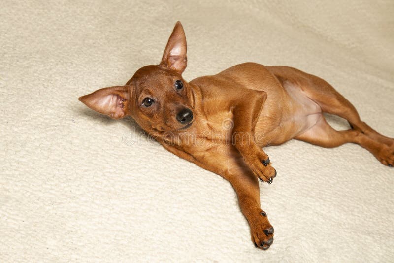 A Young Little Lap Dog is Lying on the Sofa. Stock Image - Image of ...