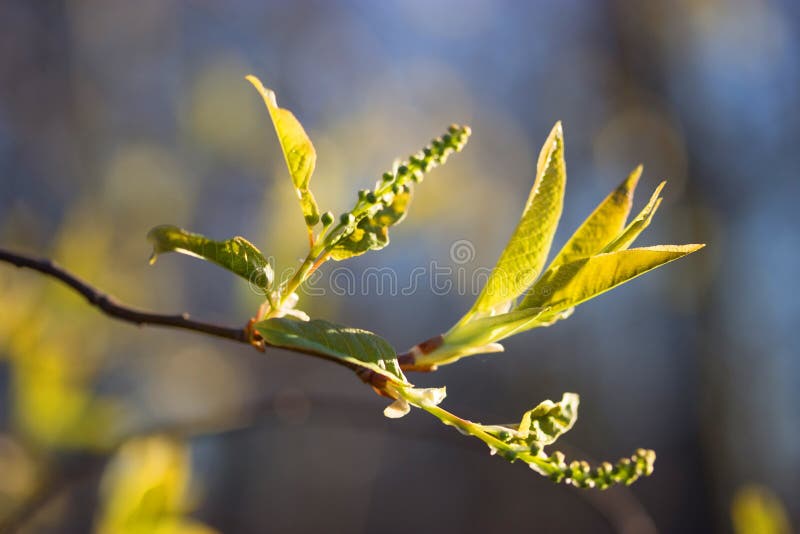 Young little leaves stock image. Image of leaf, abstract - 82663073