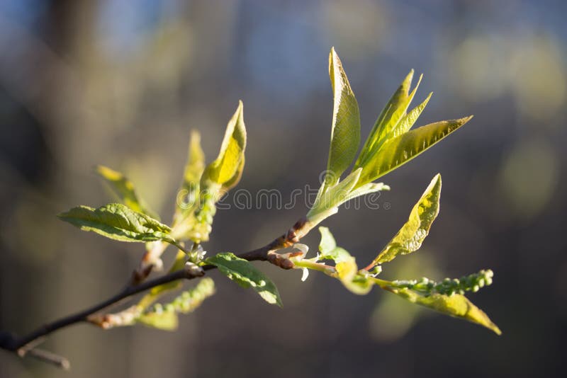 Young little leaves stock image. Image of light, grow - 82675203