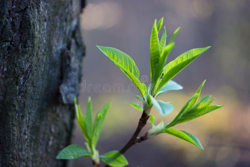 Young little leaves stock image. Image of garden, bright - 82676569