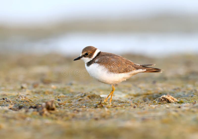 Golden Plover in Winter Plumage Stock Image - Image of nature, birds ...