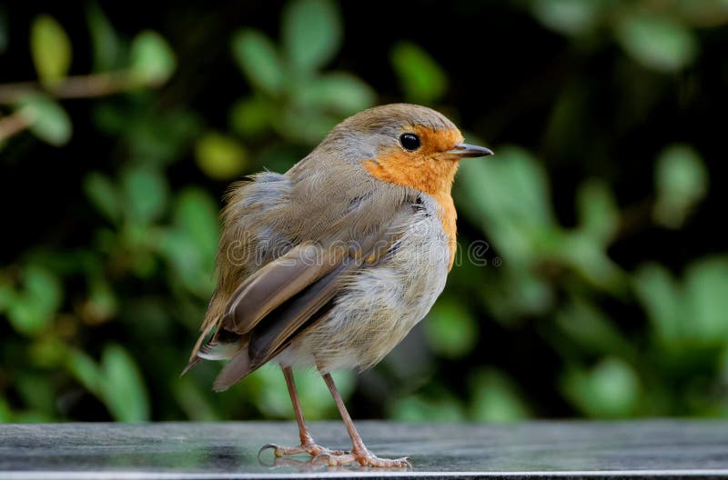 Young Little Robin Perching Stock Image - Image of baby, orange: 155859915