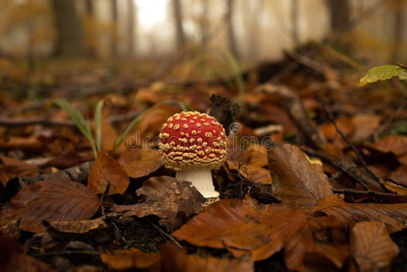Young Little Toadstool in the Forest Stock Photo - Image of hiding ...
