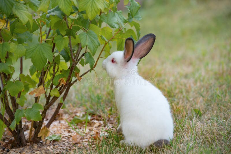 Young Little White Rabbit Checks Currant Bush with Curiosity Stock ...
