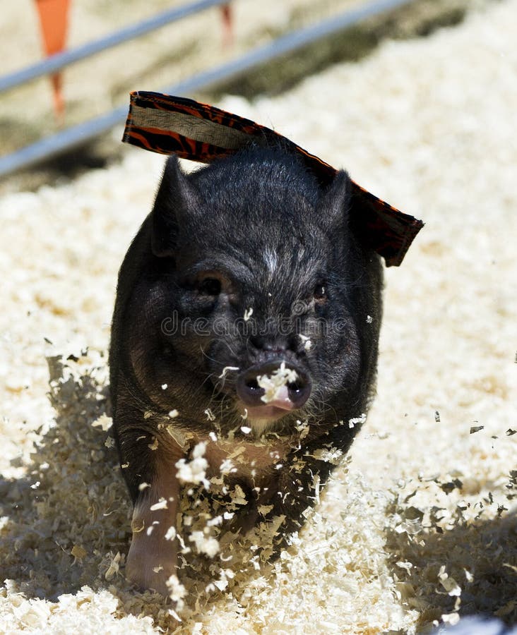 Young litty piggy running stock image. Image of livestock - 24618809