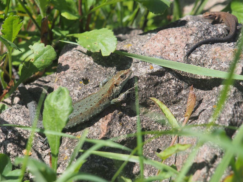 Young Lizard Basking in the Sun. Lacerta Agilis Stock Image - Image of ...