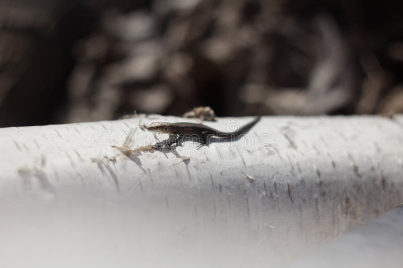 Young lizard on birch stock image. Image of birch, early - 52097031