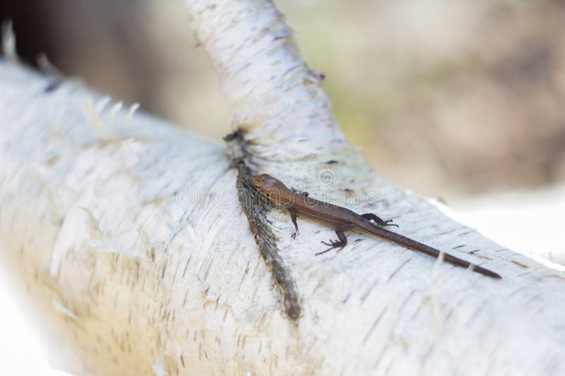 Young lizard on birch stock photo. Image of birch, young - 52097346