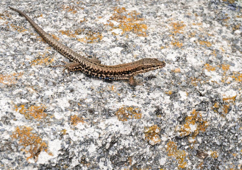 Young Lizard on a Rock WallA Close Uop Od a Young Common Lizard Sunning ...