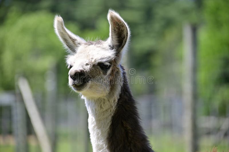 A Young Llama,Lama Glama. Portrait of a Young Llama in Summer. Black ...
