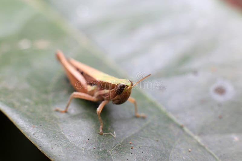 Young locust stock image. Image of carapace, vermin, macro - 16643857