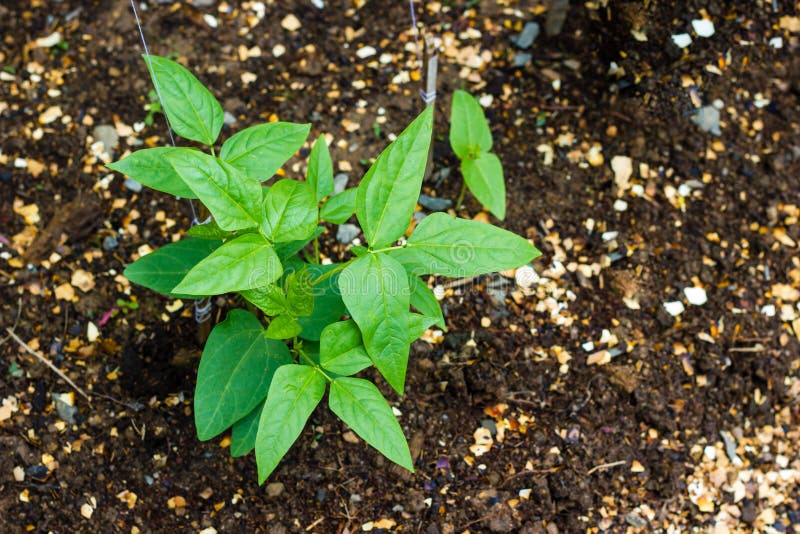 Soil Bean Plantation stock image. Image of country, green - 15247065