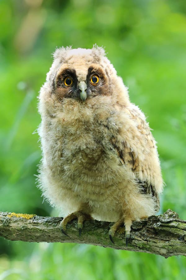Young Long Eared Owl Asio Otus Stock Image - Image of little, wise ...
