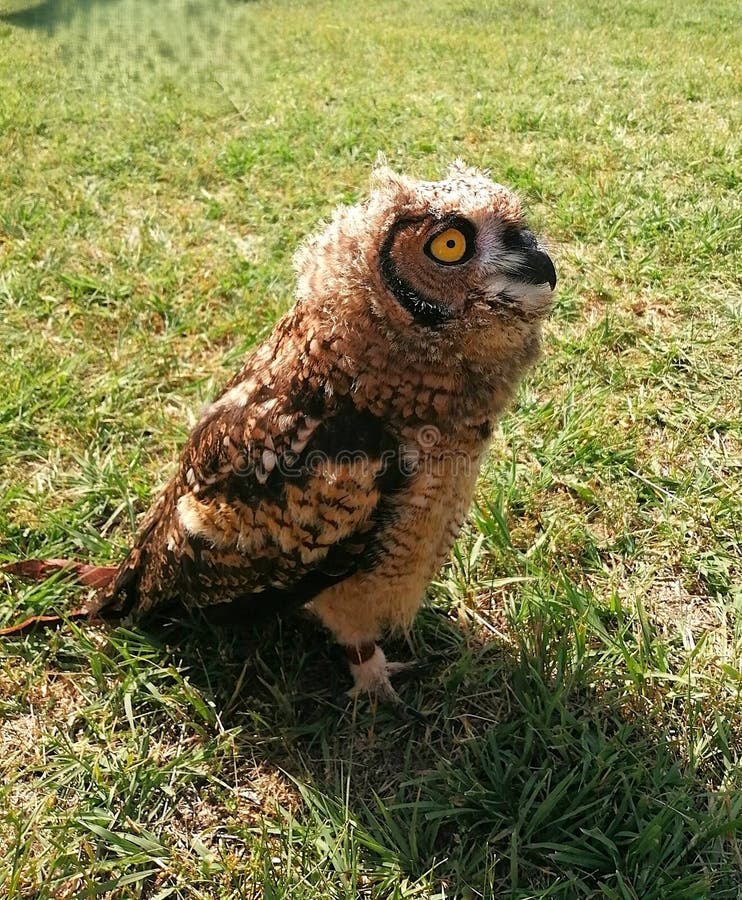 Rescued Young Falcon Stock Photos - Free & Royalty-Free Stock Photos ...