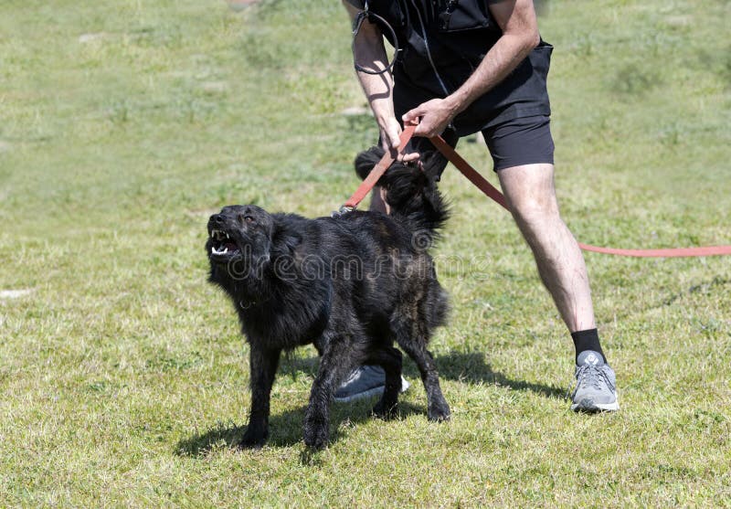 Training of Long Haired Dutch Shepherd Stock Photo - Image of barking ...