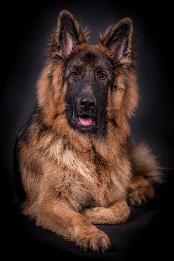German Shepherd stock photo. Image of adorable, breed - 231020814