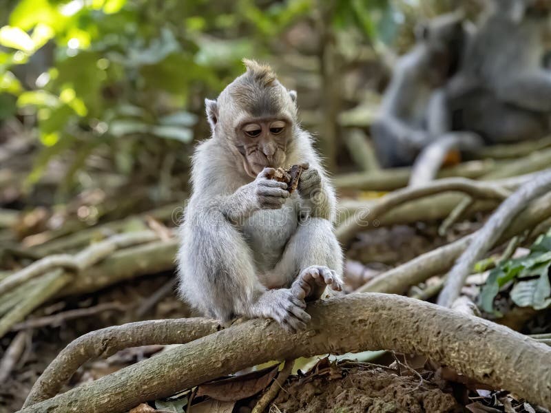 The Young Long-tailed Macaque, Macaca Fascicularis, Eats a Small Piece ...