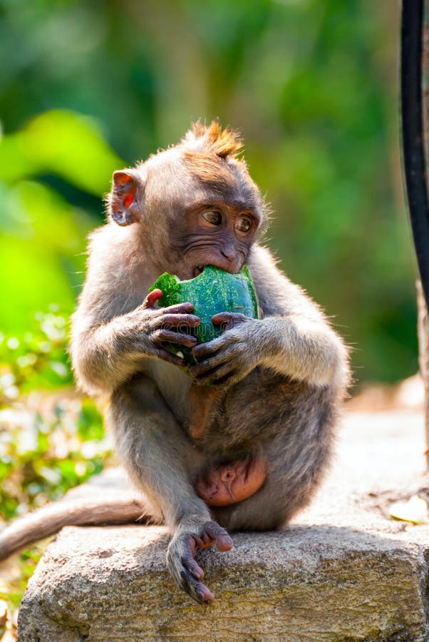 Young Long-tailed Macaque Monkey Eating Stock Photo - Image of brown ...