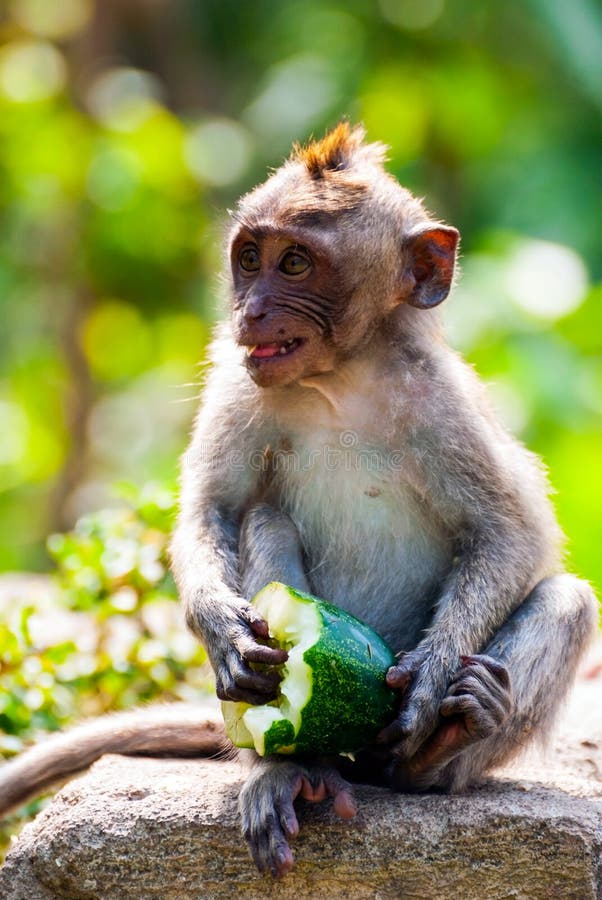 Young Long-tailed Macaque Monkey Eating Stock Photo - Image of animal ...
