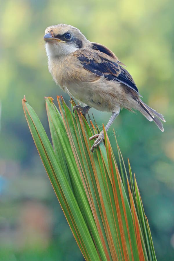A Young Long Tailed Shrike is Perched on the Tip of a Palm Tree Leaf ...