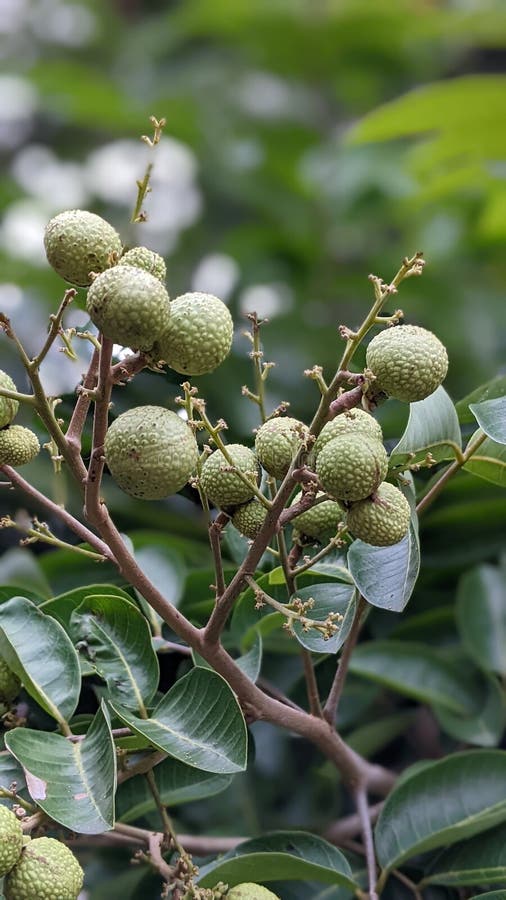 Young longan fruit stock photo. Image of nature, blossom - 272178062