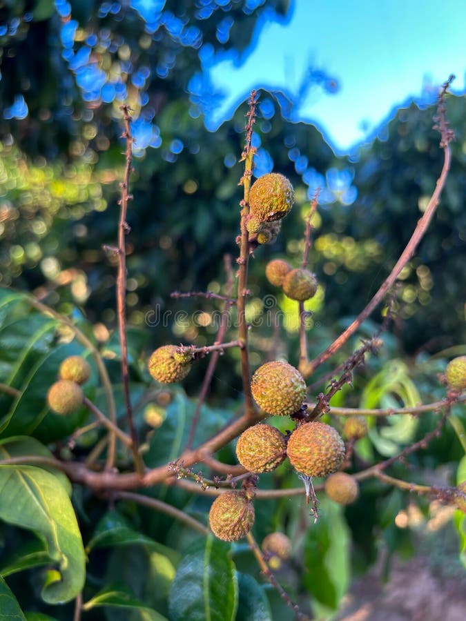 Young Longan Fruit Still Hanging from the Tree Stock Image - Image of ...