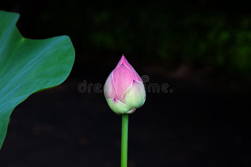 Young lotus flower. stock image. Image of bloom, green - 43075399