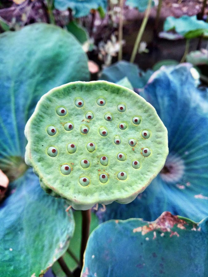 Young lotus fruit stock image. Image of fruits, fresh - 115190655