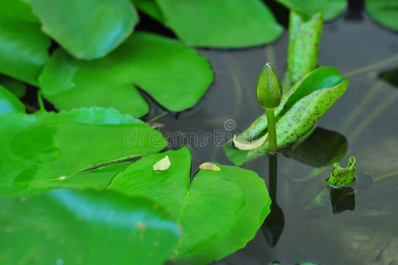 Young Lotus stock image. Image of petal, lily, leaf, garden - 38993367