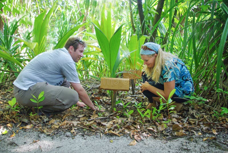 Young Love Couple Planting Palm Tree Stock Photo - Image of sapling ...