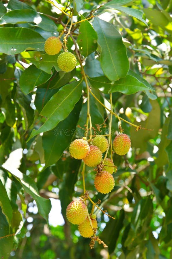 1,973 Lychee Fruit Tree Stock Photos - Free & Royalty-Free Stock Photos ...