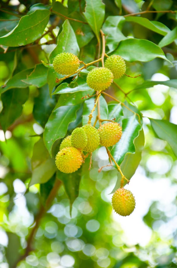Young lychee fruit on tree stock image. Image of commerce - 39116691