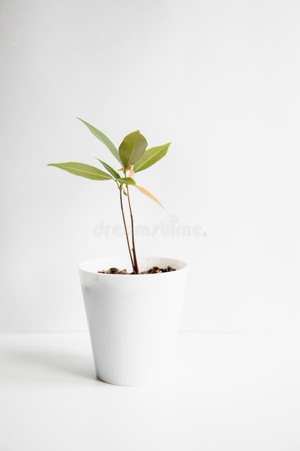 Young Lychee Sprout on White Background Stock Image - Image of healthy ...