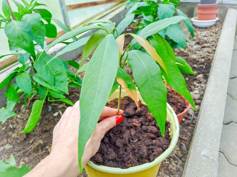 Young Lychee Tree Growing Up. Young Lychee Tree Grows in Pot. Gardening ...