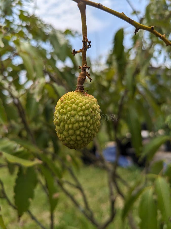 Young Lychee stock photo. Image of garden, travel, logan - 322552148