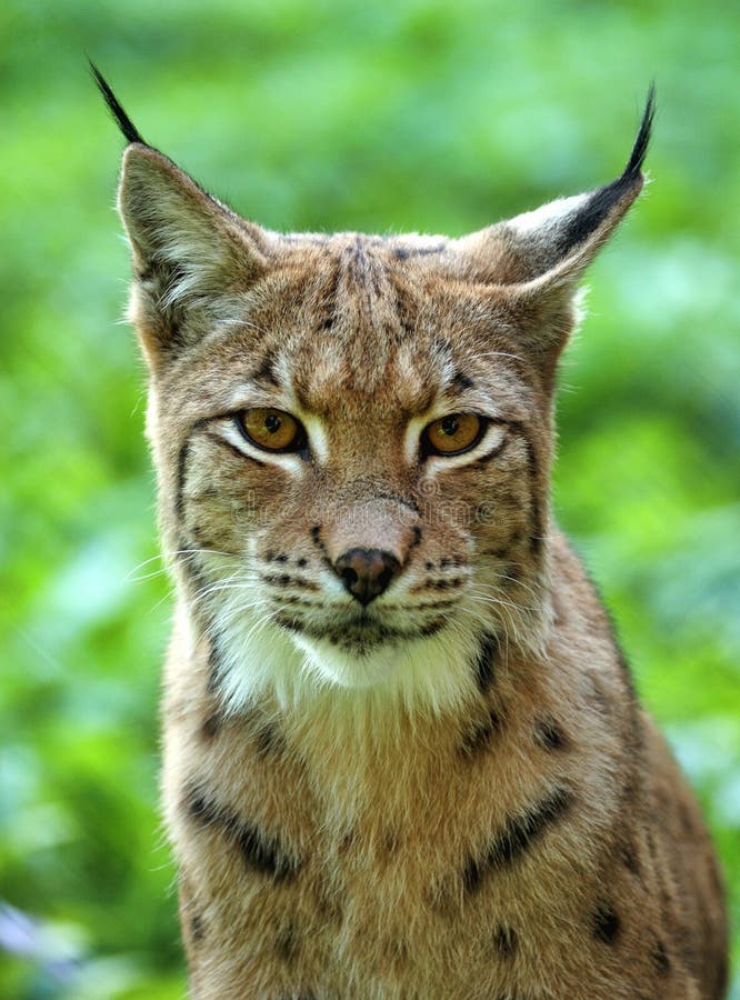 Young lynx stock image. Image of hunter, grass, face - 22380767