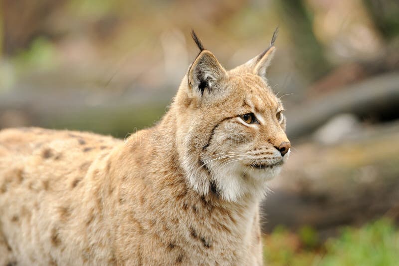 Young lynx stock photo. Image of portrait, side, meadow - 24580514