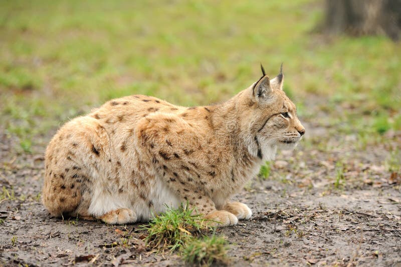 Young lynx stock image. Image of hunter, nature, roar - 24580573