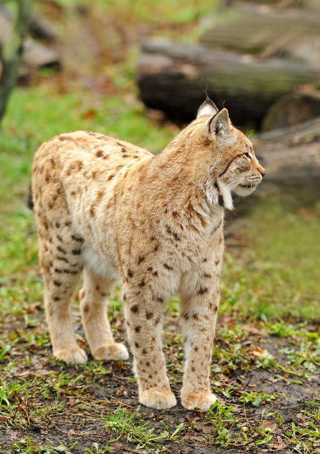 Young Lynx stock photo. Image of intense, roar, grass - 24933256