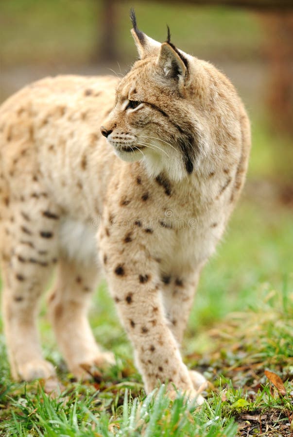 Young Lynx stock image. Image of predator, nature, wildlife - 24933321