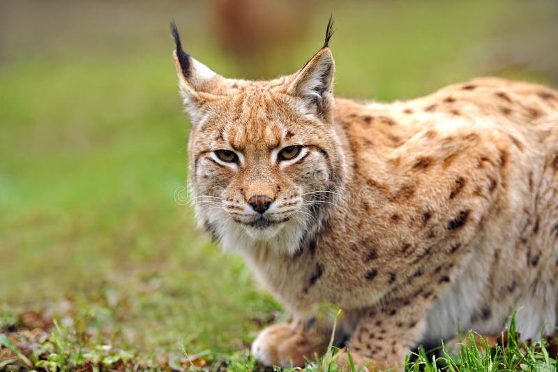 Young Lynx stock photo. Image of face, intense, outdoor - 24933334