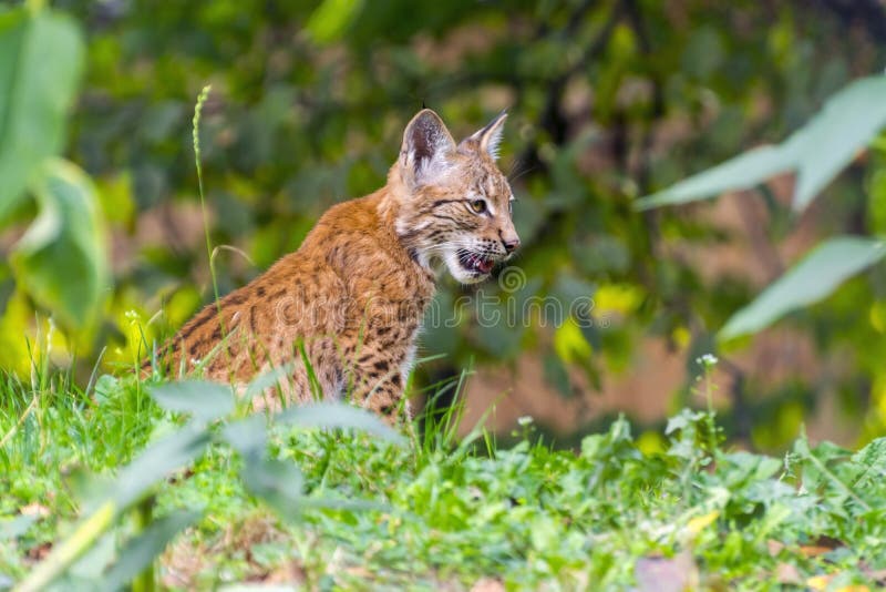 Young lynx stock image. Image of green, grass, european - 60626641