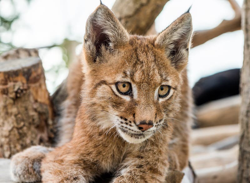 Young Lynx Lying and Watching Stock Photo - Image of danger, brown ...