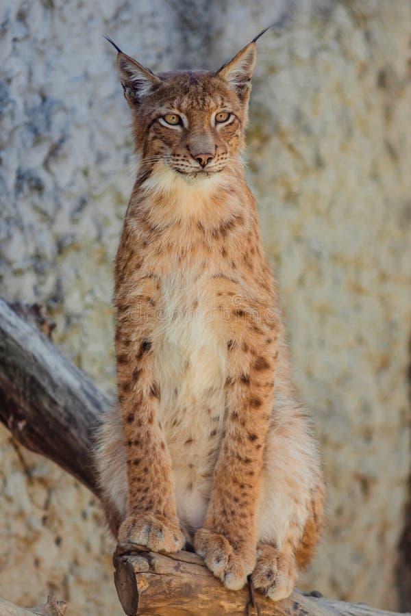 Young Lynx Sitting on Tree Branch Stock Image - Image of brush, smooth ...