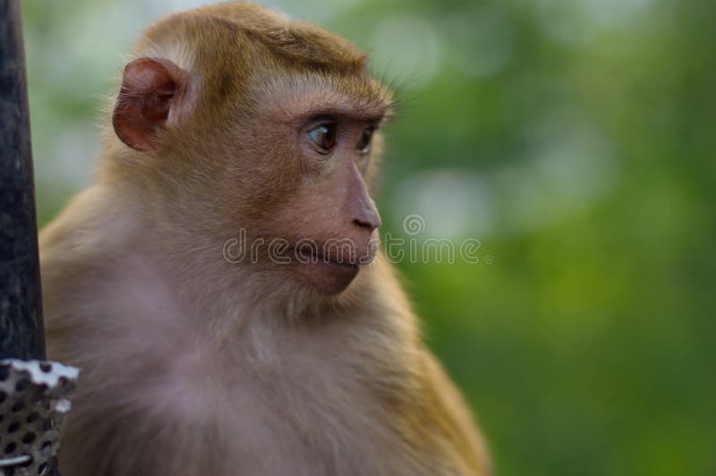 Young Macaca Monkey on a Tree. Stock Image - Image of macaca, face ...