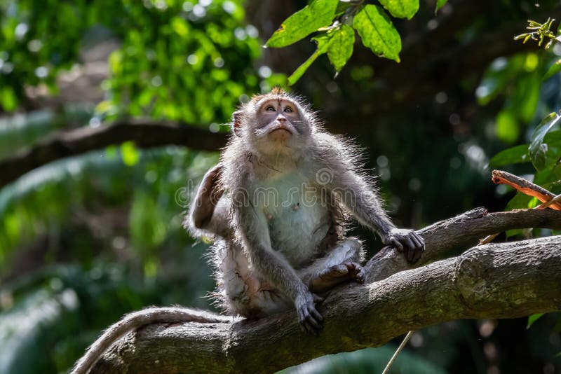 Young Macaque Monkey, Crouched On Tree Limb, Looking In The Distance ...