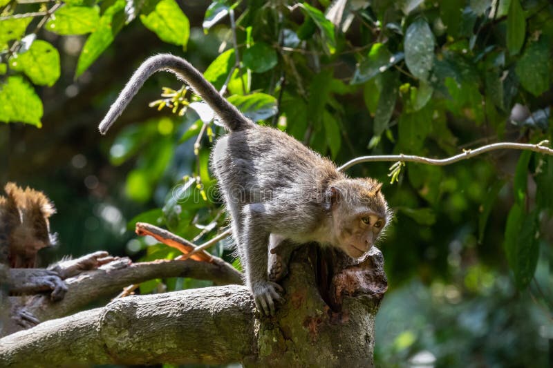 Young Macaque Monkey, Crowched on Treel Limb, Looking in the Distance ...
