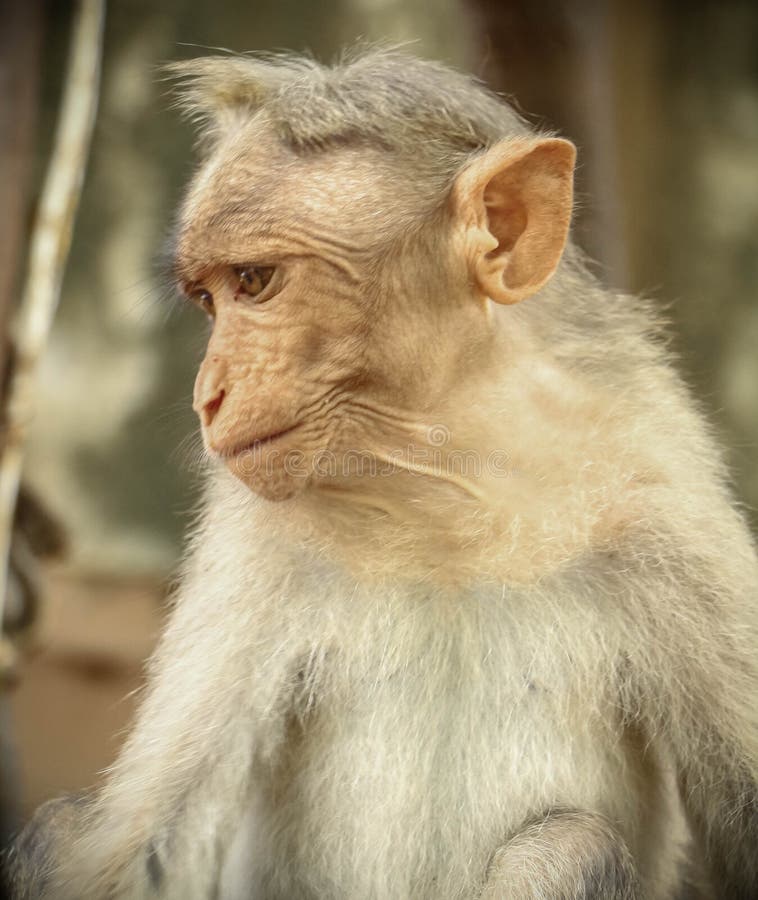690 Monkey Facing Stock Photos - Free & Royalty-Free Stock Photos from ...